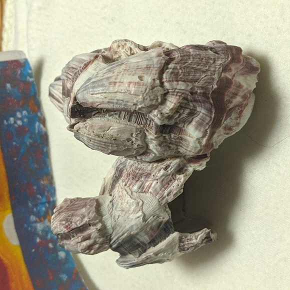 Beach | Office | Rare Pink Sea Barnacle Giant Great Natural Pen Holder ...